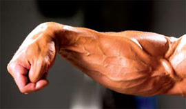 Massive Forearm Exercises Tips - Build Up Hot