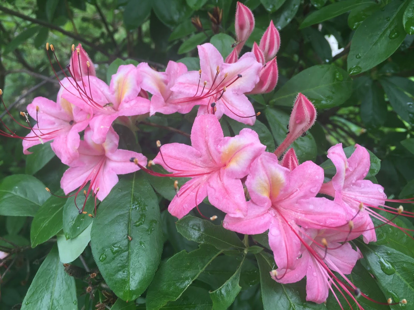 The Meditative Gardener: Swamp Azalea