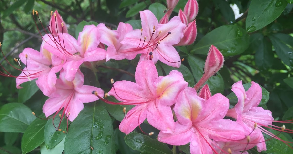 The Meditative Gardener: Swamp Azalea