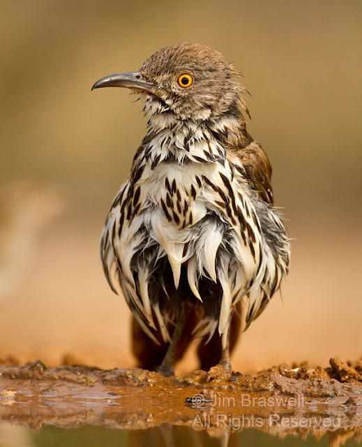 Birding Is Fun!: Not a Dirty Bird Here!