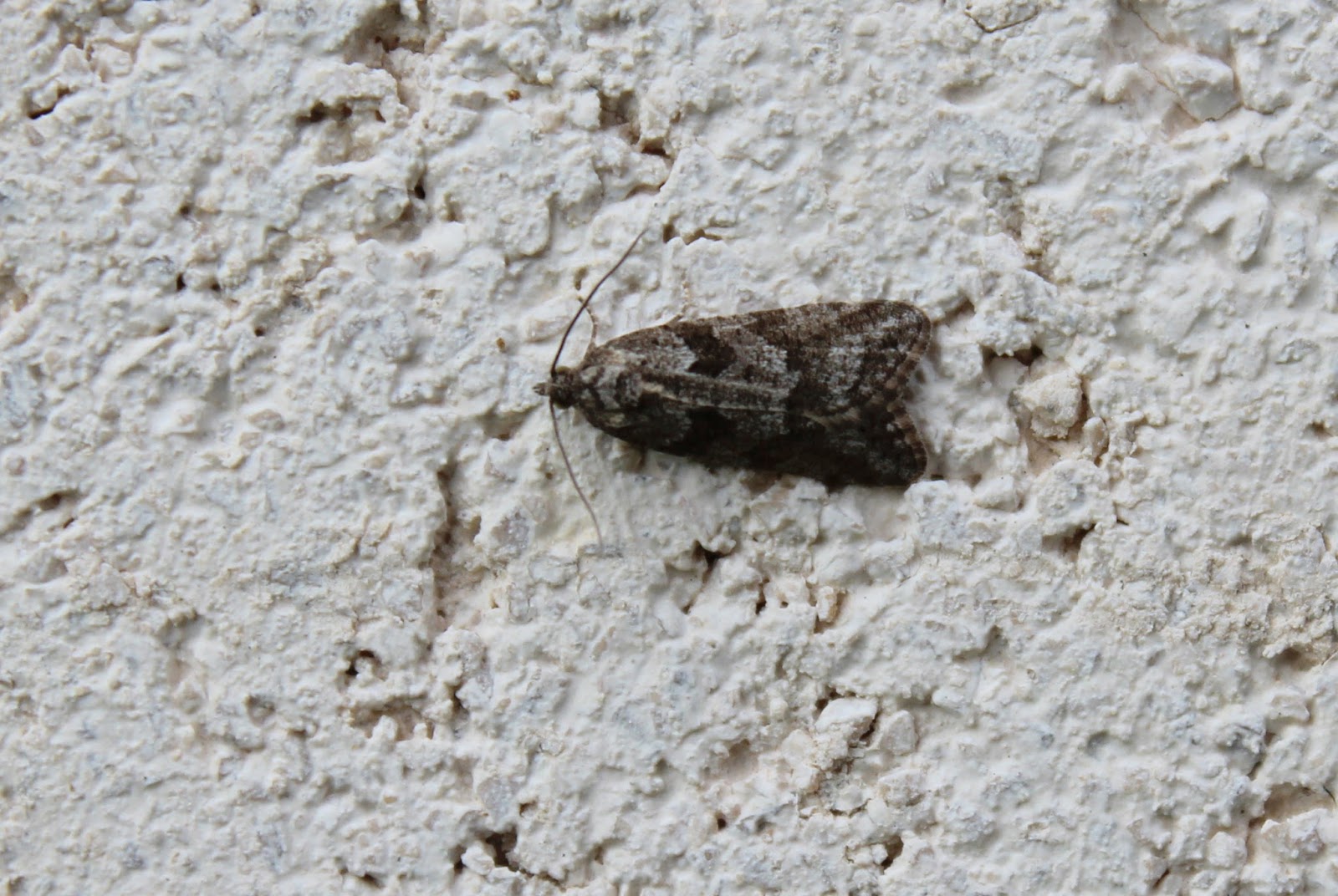 Vlinders: Vlinders : bruin - lichtbruin