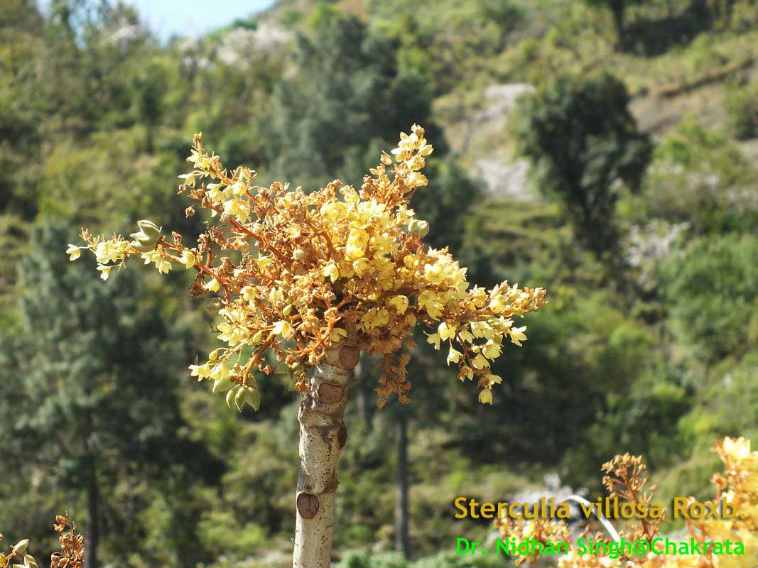 Medicinal Plants: Sterculia villosa, Elephant rope tree, Udal
