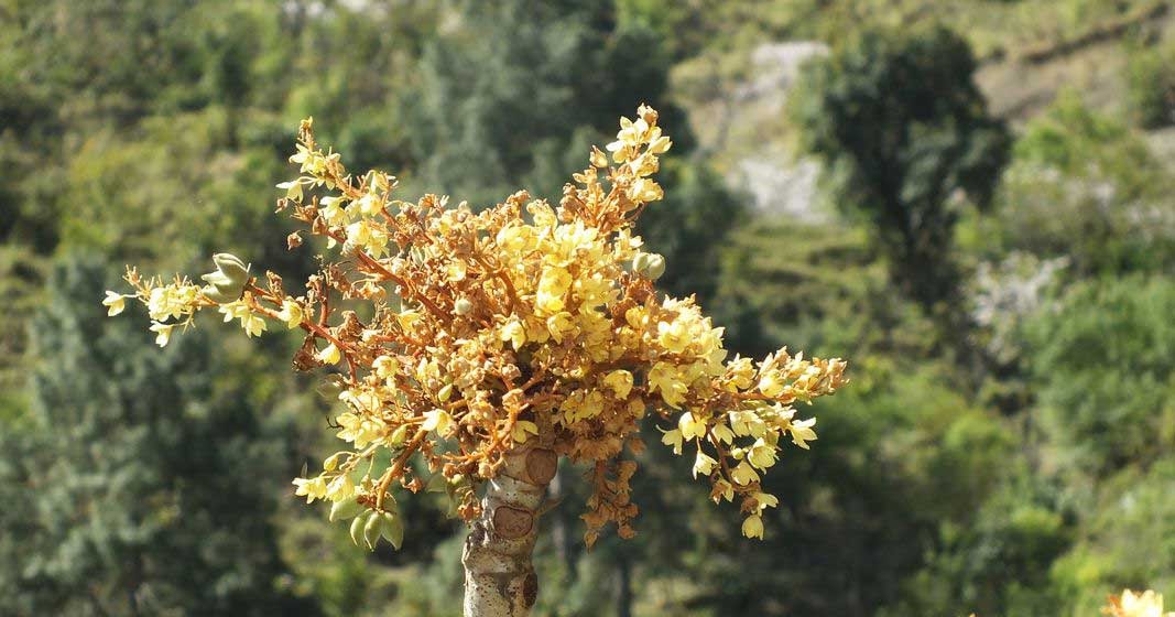 Medicinal Plants: Sterculia villosa, Elephant rope tree, Udal