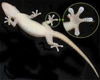 Eye on Costa Rica: Geckos of Costa Rica.....Friend, Foe or a Little of ...