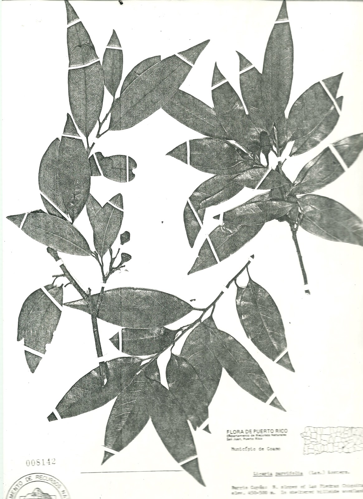 PLANT FAMILIES OF PUERTO RICO AND FLORIDA PAPO VIVES: LAURACEAE NÚM 33 ...