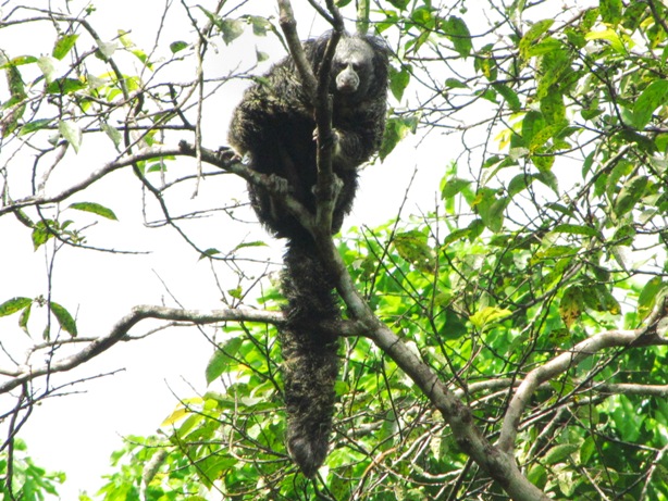 Viajes naturalistas y otras hierbas: Perú 32 (2011) La selva de los espejos
