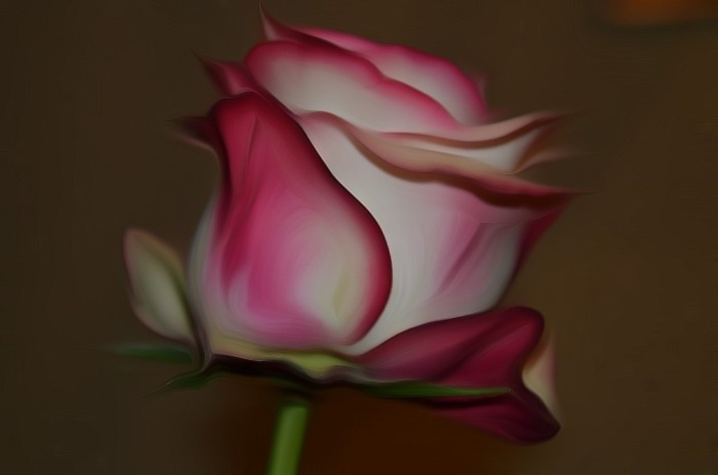 ps-pictureshop: Rose, Roza, hoa hồng, Roses, faqekuq, ruže, roser, roses,