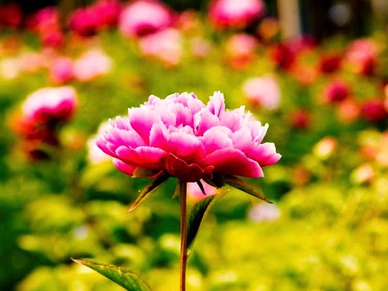 Harvey Period 8: Perception Laws Blog