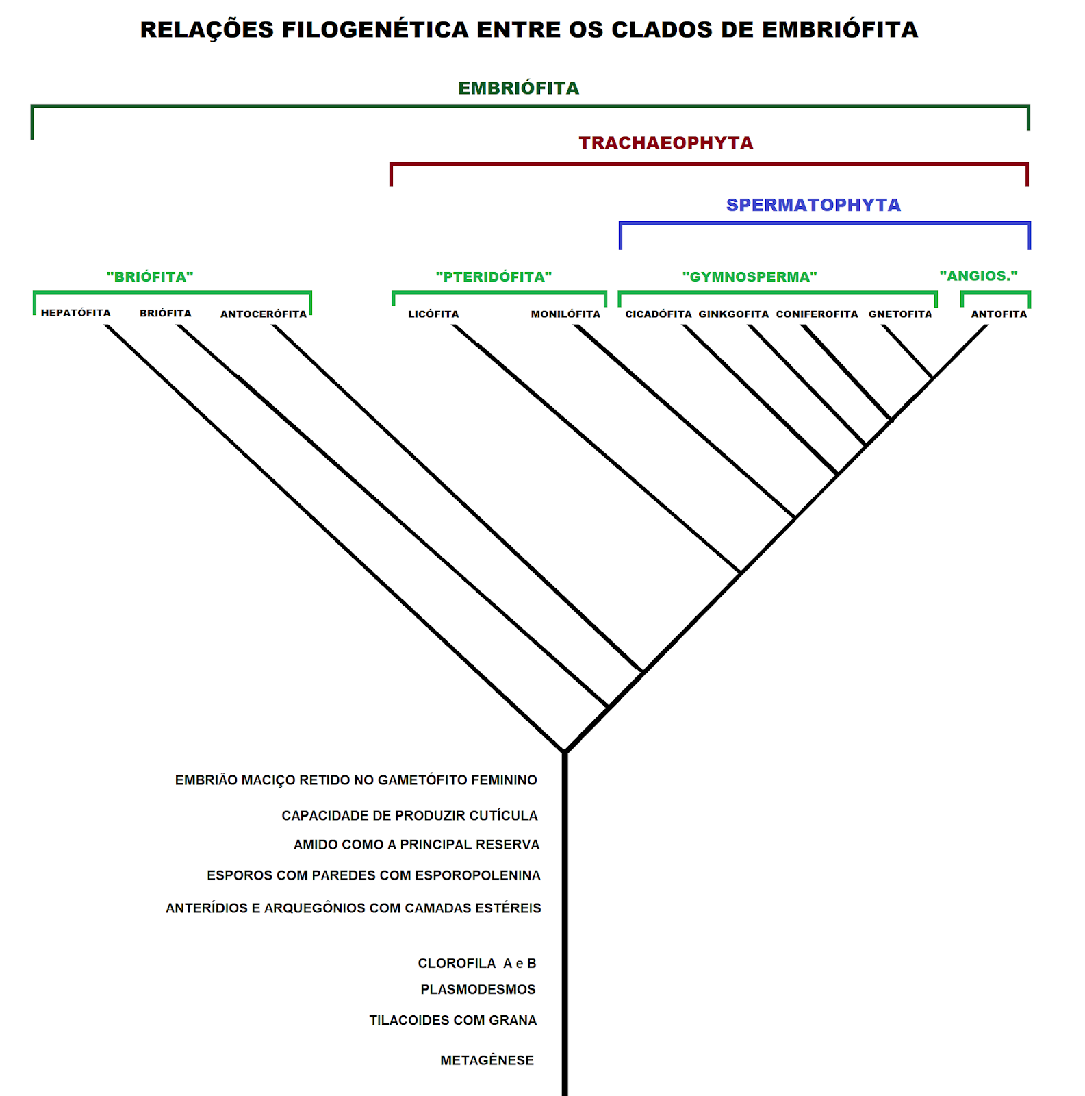 BIOLOGIA PARA A VIDA : INTRODUÇÃO A BOTÂNICA