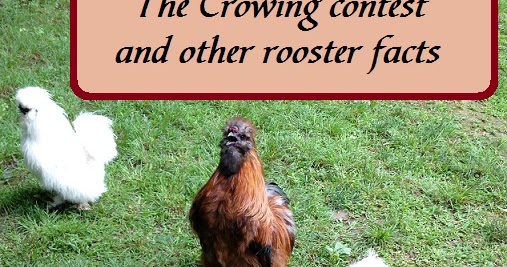 The crowing contest, crowing at night and other facts about roosters ...