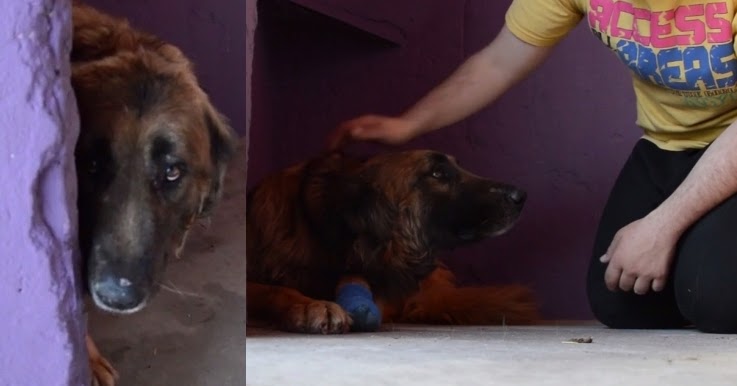 White Wolf : Dog Chained Up For 8 Years Experiences His First Caring Touch