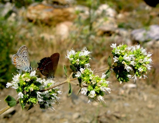 ΡΙΓΑΝΗ - Origanum Vulgare | ΒΟΤΑΝΟΘΕΡΑΠΕΙΑ . ΘΕΡΑΠΕΥΤΙΚΑ ΦΥΤΑ ΚΑΙ ΒΟΤΑΝΑ