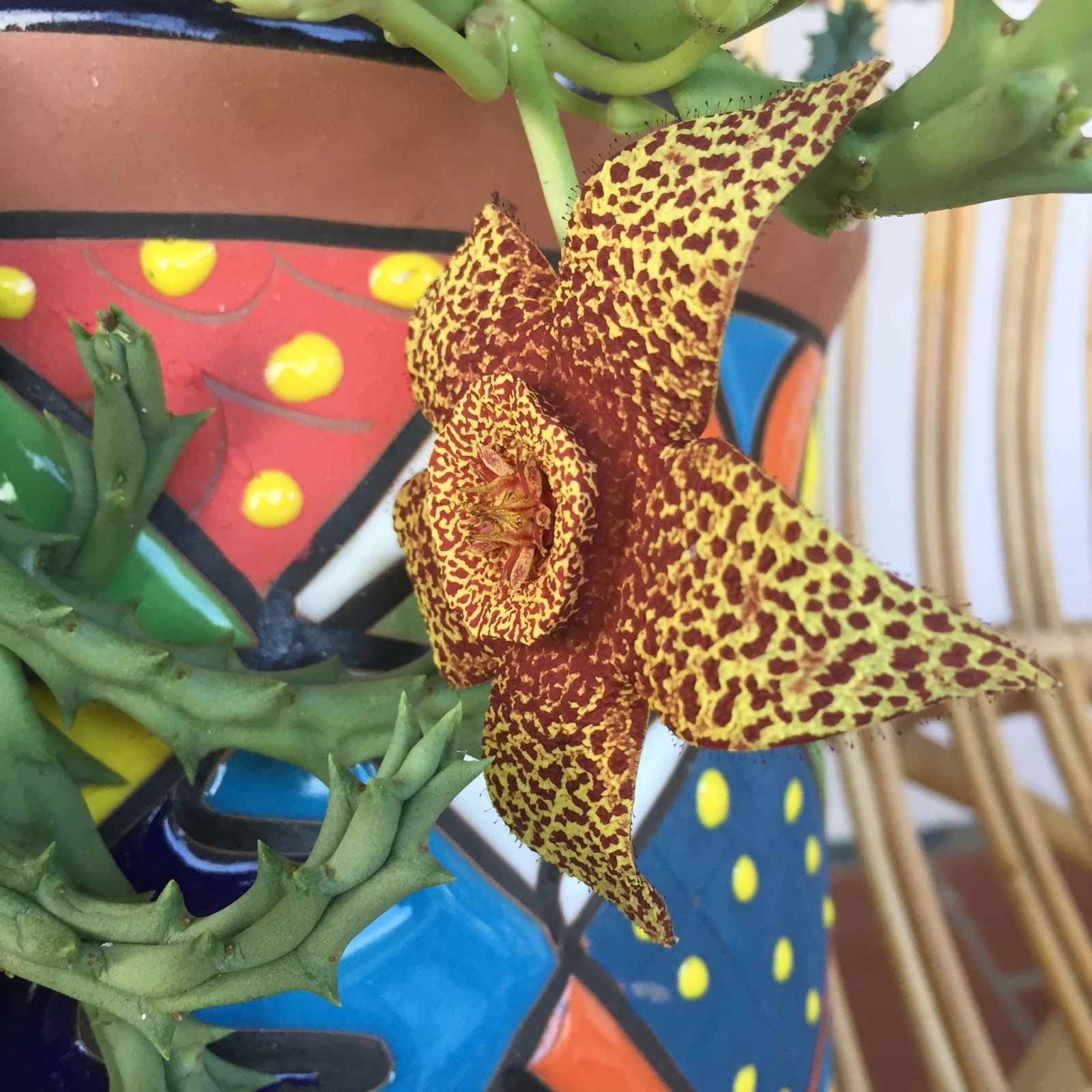 Orbea Succulents = Rewarding Bloomers