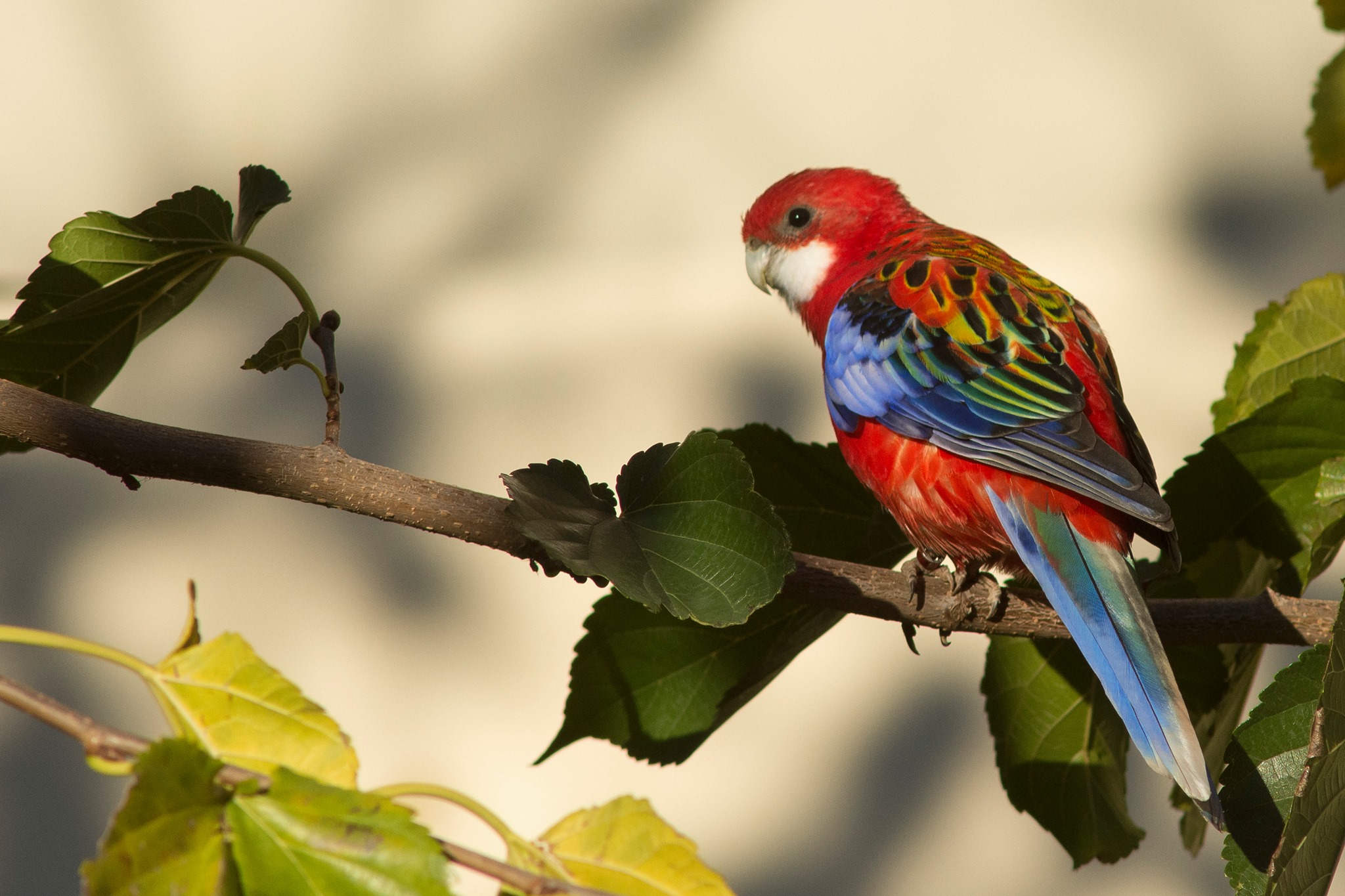 PERICO MULTICOLOR: OTRO ESCAPE QUE AÑADIR AL LISTADO DE EXÓTICAS ...