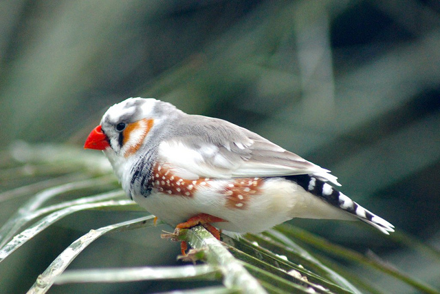 Bird Photos and Information