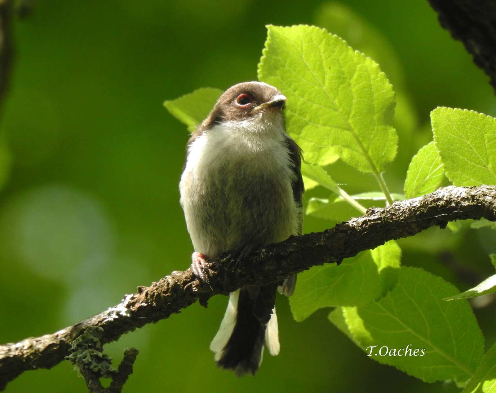 PASARI DIN ROMANIA: PITIGOI CODAT, Pui si juvenili (2), Aegithalos caudatus