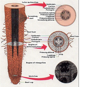 Adsorbsi Air Oleh Akar Dan Translokasi Air Oleh Xilem