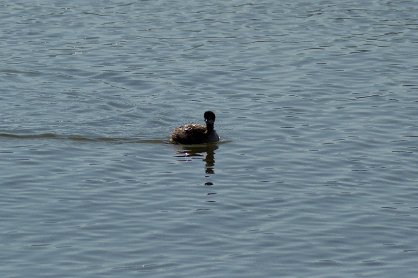 Birds of Marin County | Trails of Arkansas (& now California)