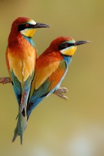 Mata Burung Mampu Melihat Lebih Banyak Warna dari Mata Kita ~ Dunia ...