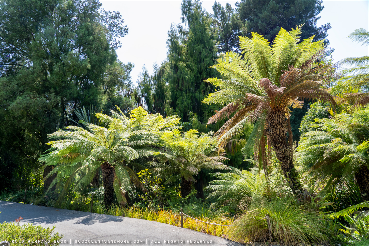 UC Berkeley Botanical Garden, summer 2020: a bit of Australia/NZ and Africa
