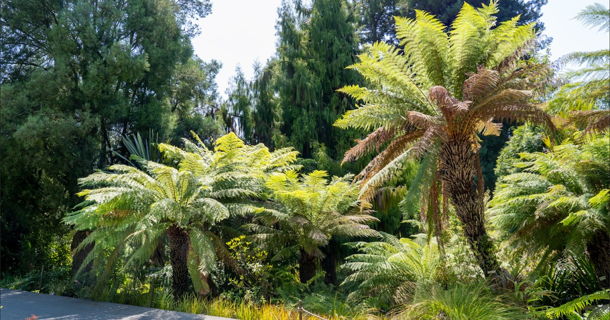 UC Berkeley Botanical Garden, summer 2020: a bit of Australia/NZ and Africa