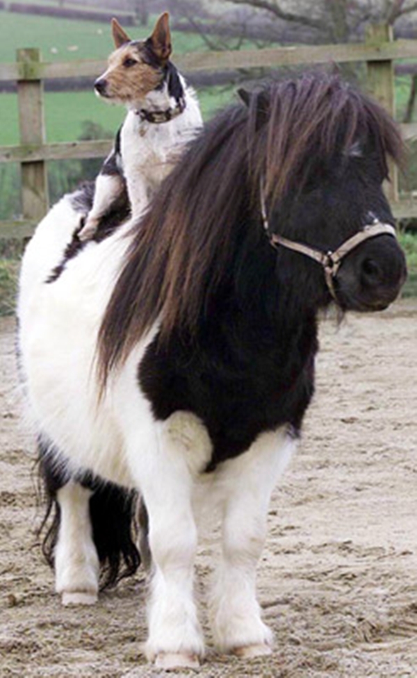 Funny animals riding other animals (15 pics) | Amazing Creatures