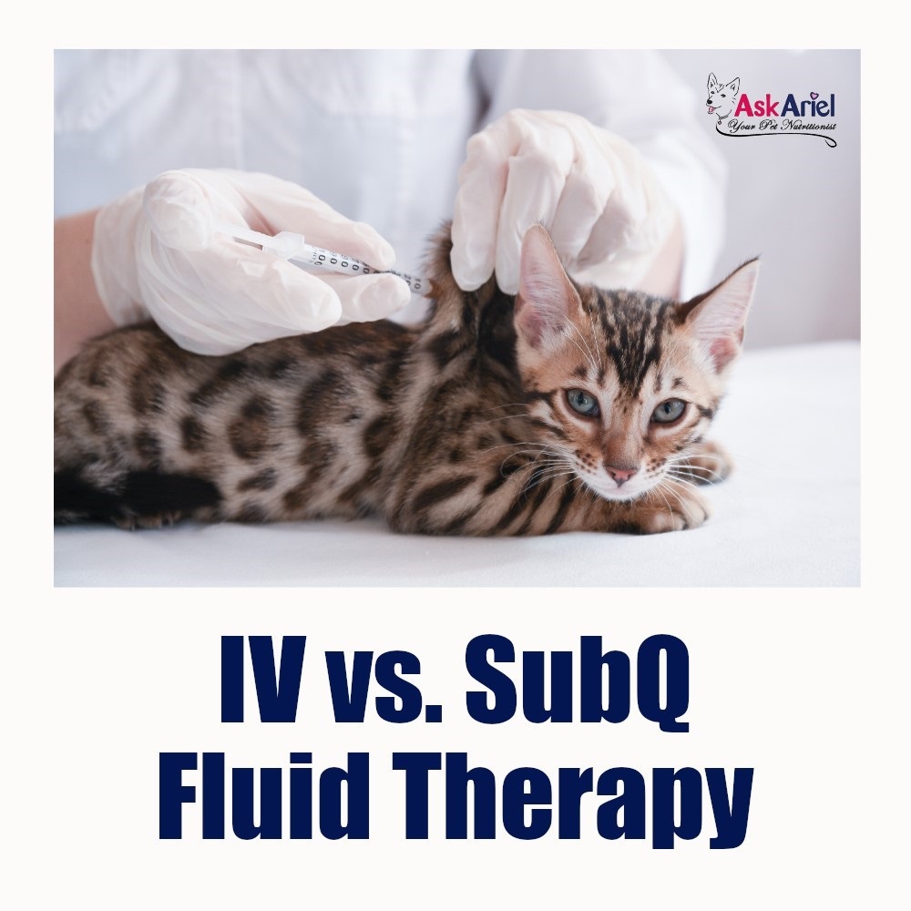What Is The Difference Between IV Vs SubQ Fluid Therapy For Pets What Is The Difference Between IV Vs SubQ Fluid Therapy For Pets