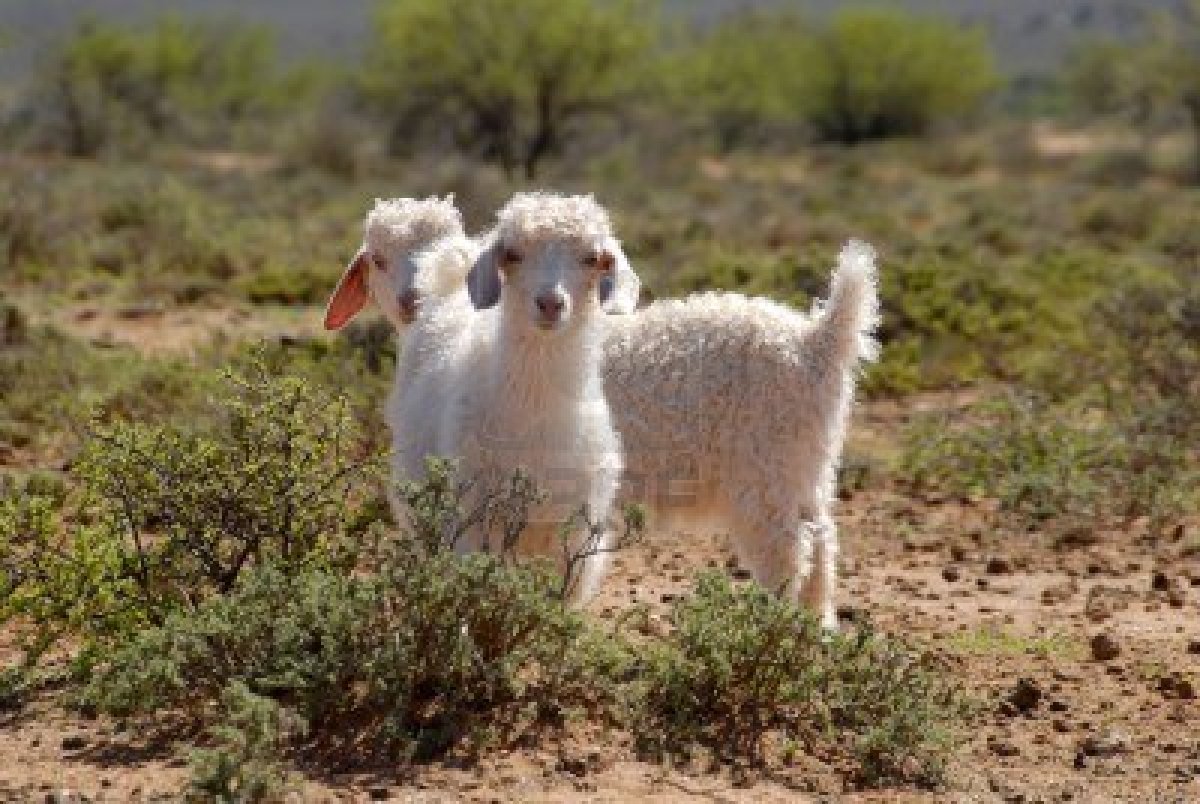 Bellalulu Knit & Spin: Sheep of the Week: Angora Goat