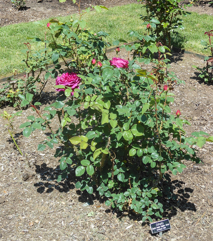 Garden State Roses: Reeves Rose Garden Update