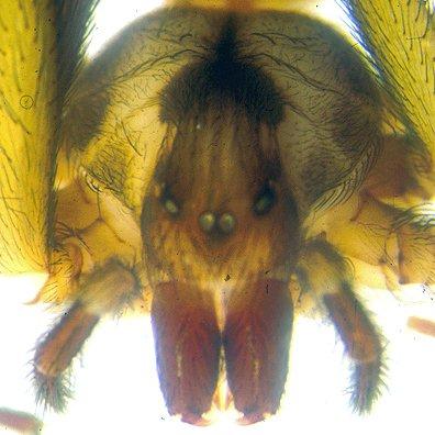 Hellowellness: Brown Recluse Spider Bites