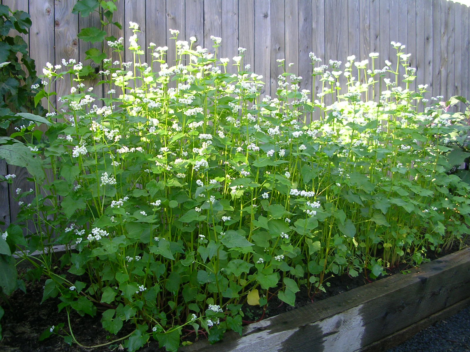 8 ways cover crops can improve your garden - Morning Ag Clips