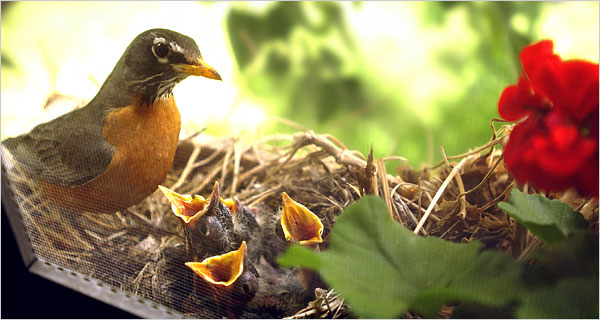 Wisdom of Life.: Birds have instinct...