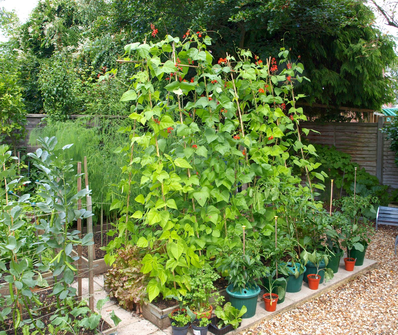 Mark's Veg Plot: Harvesting beans now!