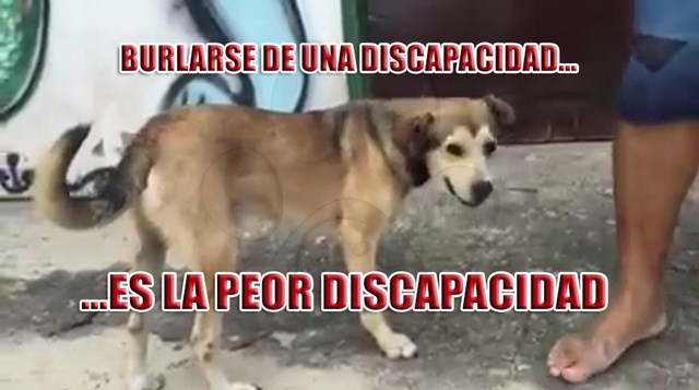 [INDIGNANTE] Grupo de insensibles se burlan de un perro sin hogar y con ...