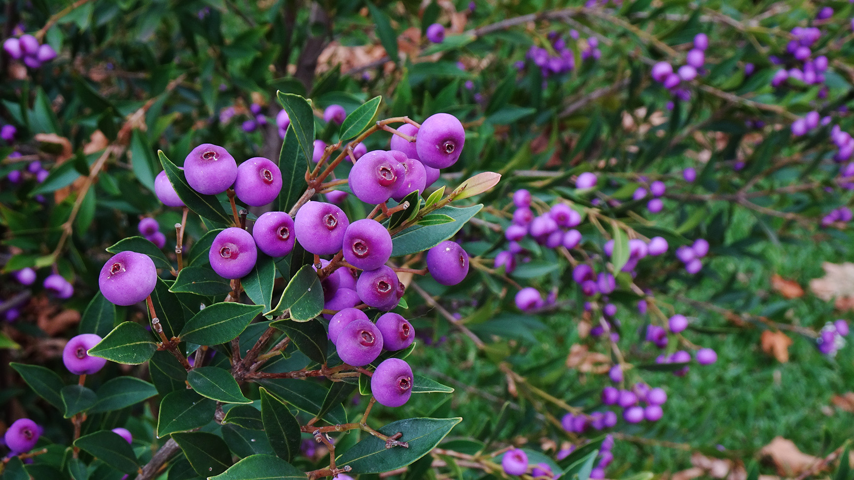 NixPixMix: SUNDAY BEST #224 - LILLY-PILLY