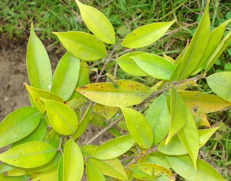 Agronomia: Paisagismo e Meio Ambiente: ÁRVORES NATIVAS (08)