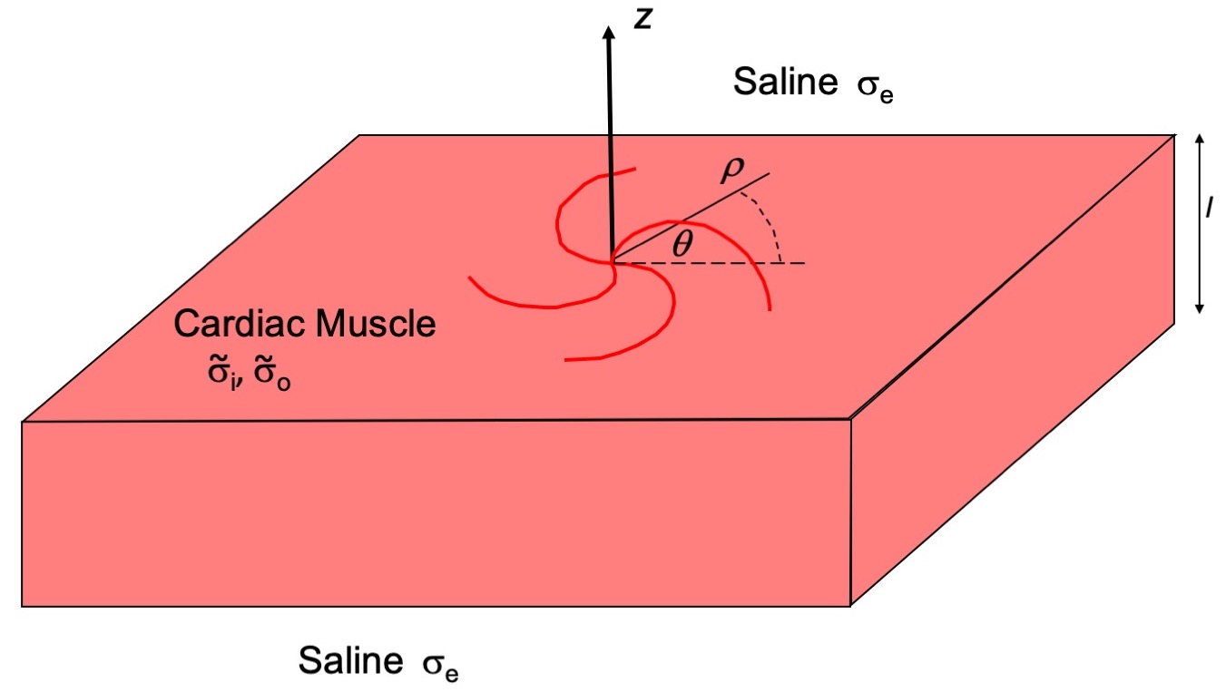 Intermediate Physics for Medicine and Biology: The Effects of Spiral ...