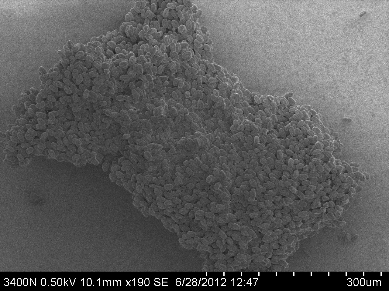 Scanning Electron Microscope Blog: Imaging pollen on the SEM. Progress!