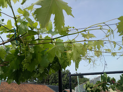 1 cara dahsyat membuahkan pohon anggur import jenis trans | Pohon ...