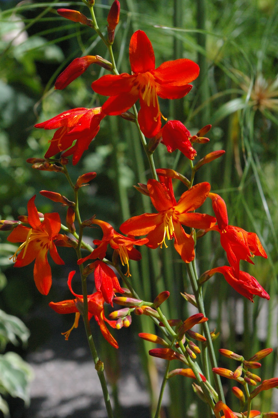 Melodie's Garden Blog