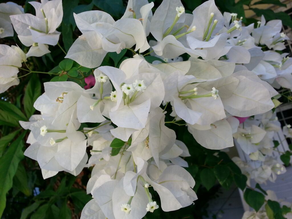 El Magazin de Merlo: Sepamos más de la increíble SANTA RITA, que posee ...