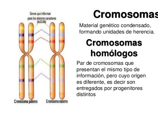 CIENCIAS PARA MI ALUMNADO: CROMOSOMAS HOMÓLOGOS, CARIOTIPO, CICLO CELULAR