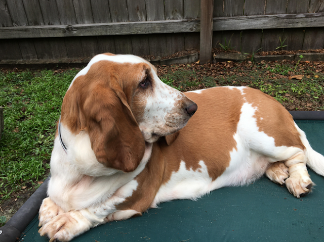 Your action-packed basset hound news for Tuesday, 10-29-19