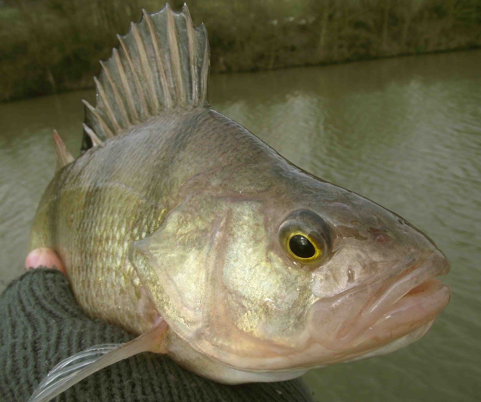 The Lure of Angling: The frozen and the furious.