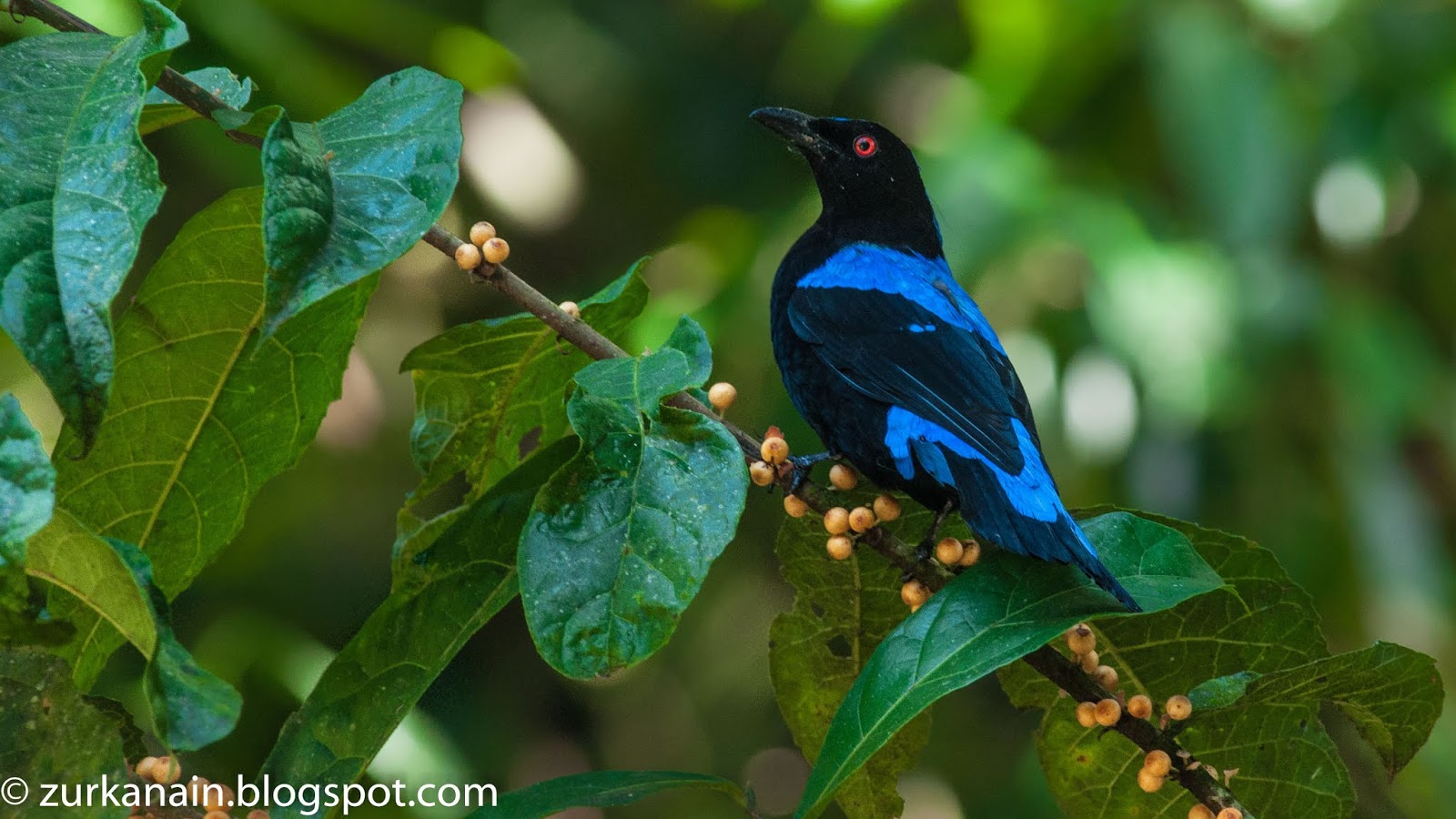 Zul Ya - Birds of Peninsular Malaysia: Asian Fairy Bluebird