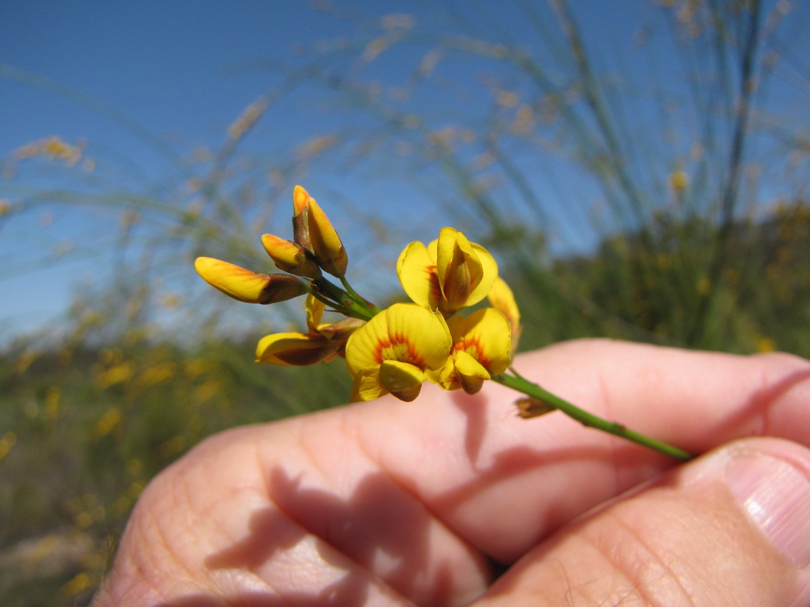 Sydney's Wildflowers and Native Plants: Viminaria juncea - Native Broom ...