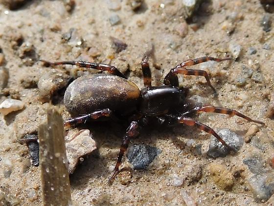 Springfield Plateau: Shiny Wolf Spider