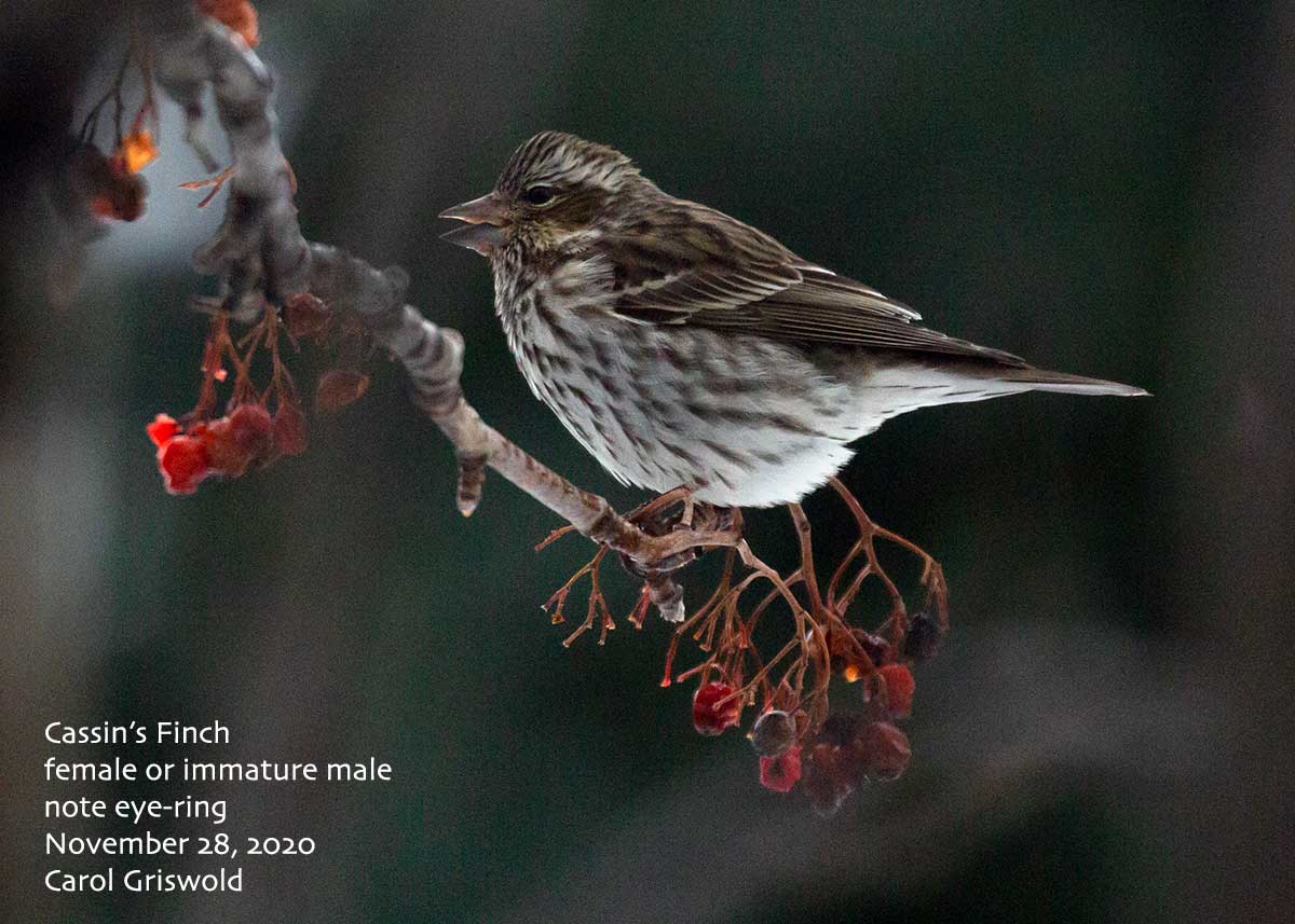 Sporadic Bird from Seward, Alaska : Saturday, November 28, 2020 Cassin ...
