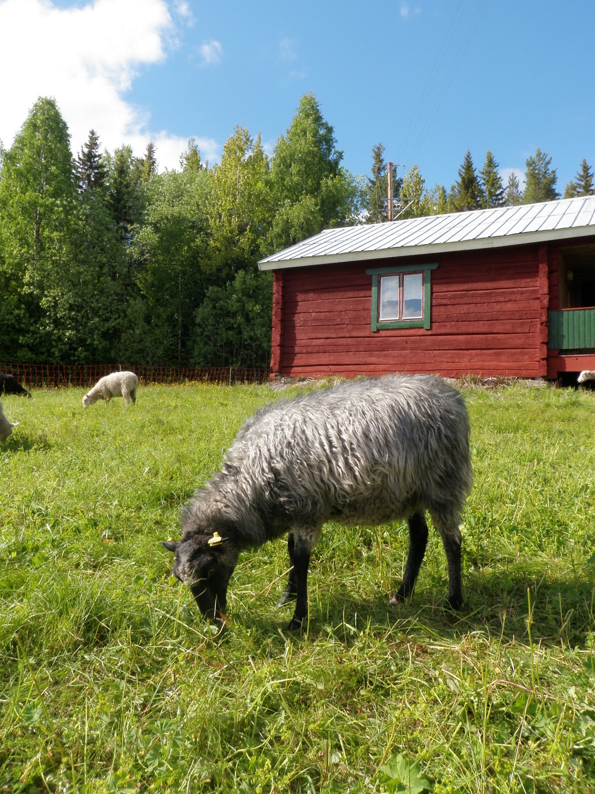 Lykkesau - Om sau, ull og livskvalitet: Sauegalleri
