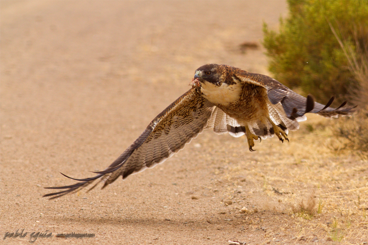 mis fotos de aves: Geranoaetus polyosoma Aguilucho Ñanco Variable Hawk